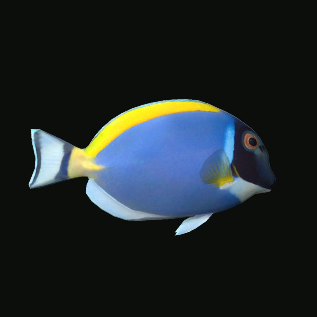 3D Powder Red Tang - TurboSquid 1244940