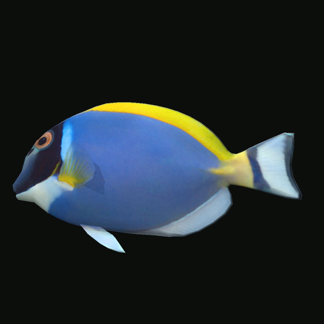 3D Powder Red Tang - TurboSquid 1244940