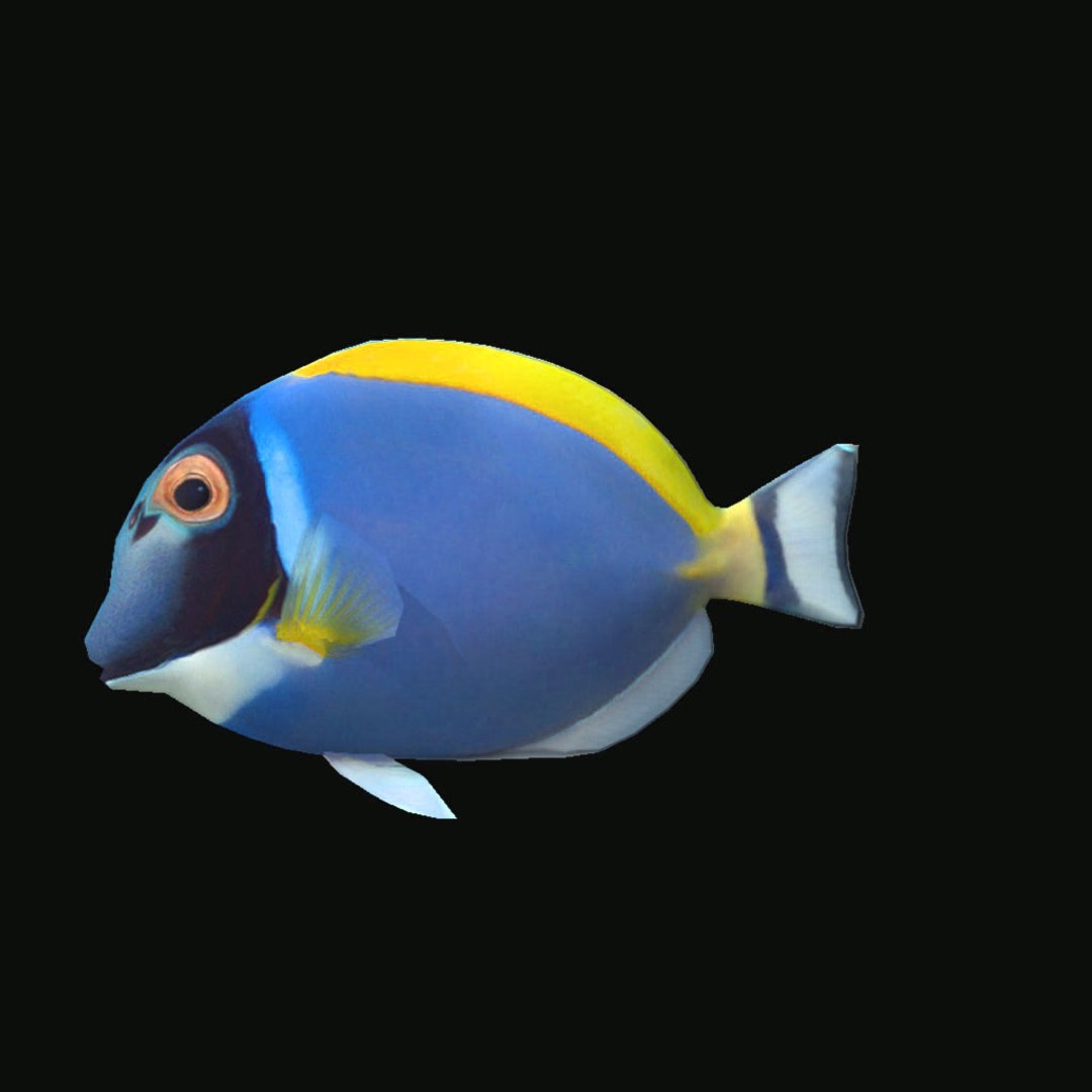 3D Powder Red Tang - TurboSquid 1244940