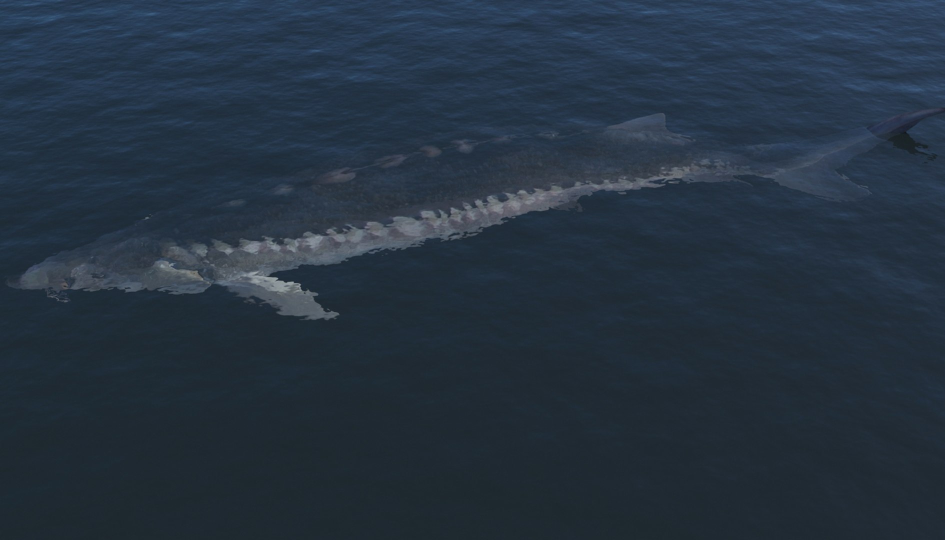 Fish Sturgeon 3D Model - TurboSquid 1263247