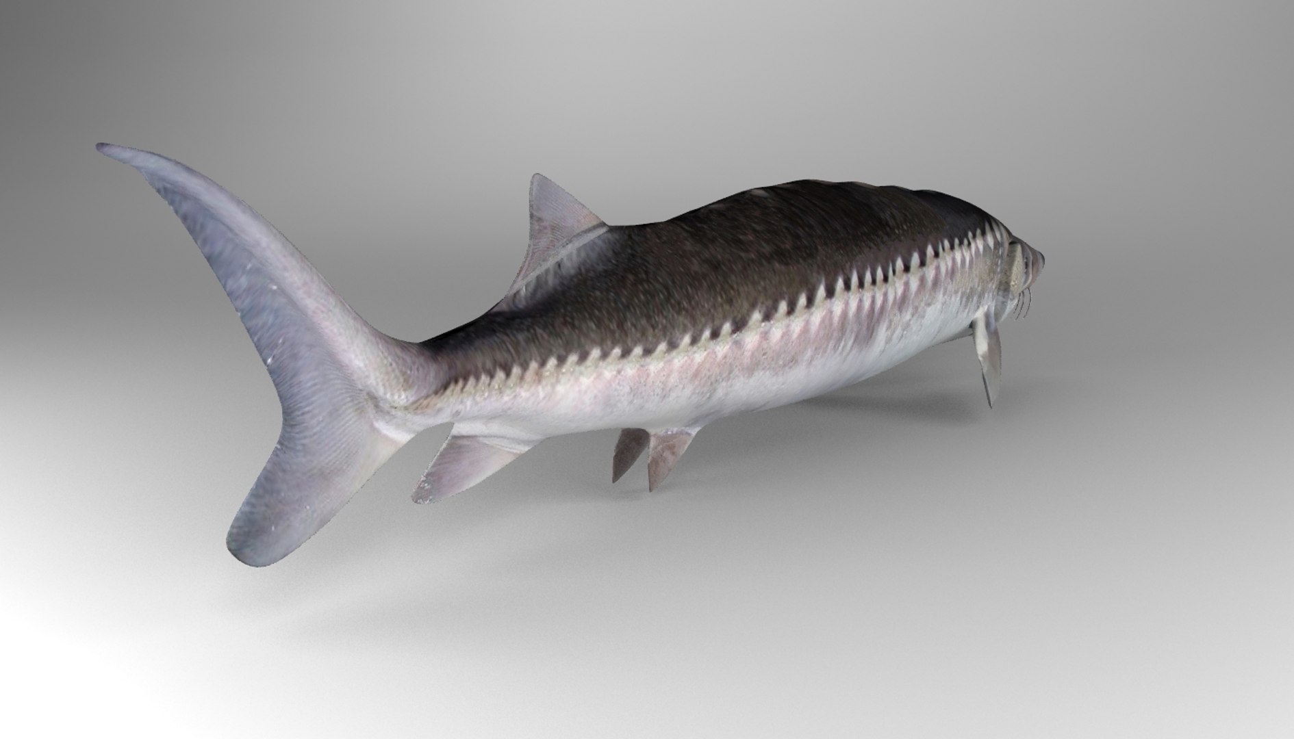 Fish Sturgeon 3D Model - TurboSquid 1263247