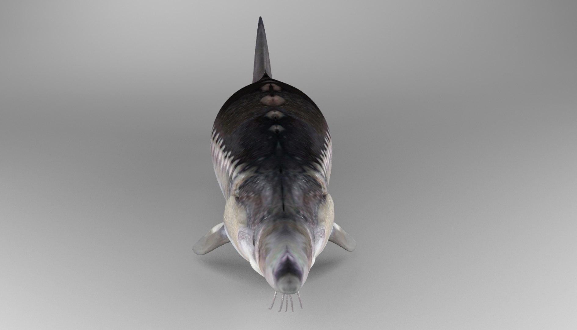 Fish Sturgeon 3D Model - TurboSquid 1263247