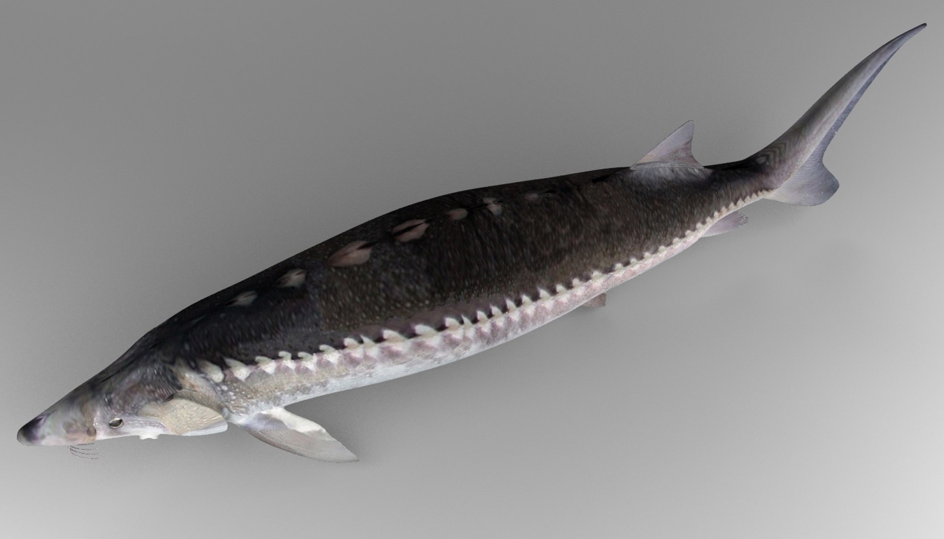 Fish Sturgeon 3D Model - TurboSquid 1263247