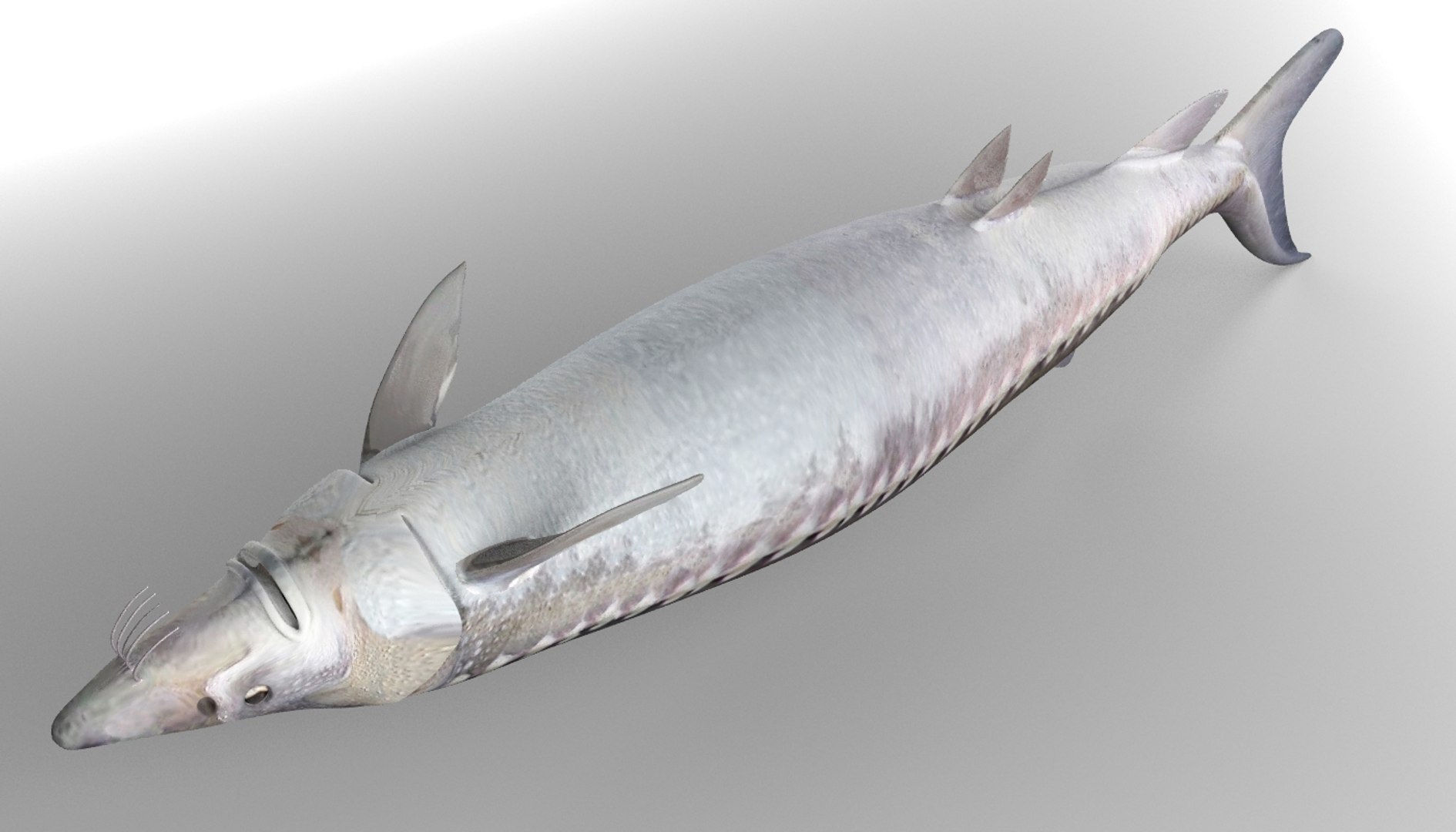 Fish Sturgeon 3D Model - TurboSquid 1263247
