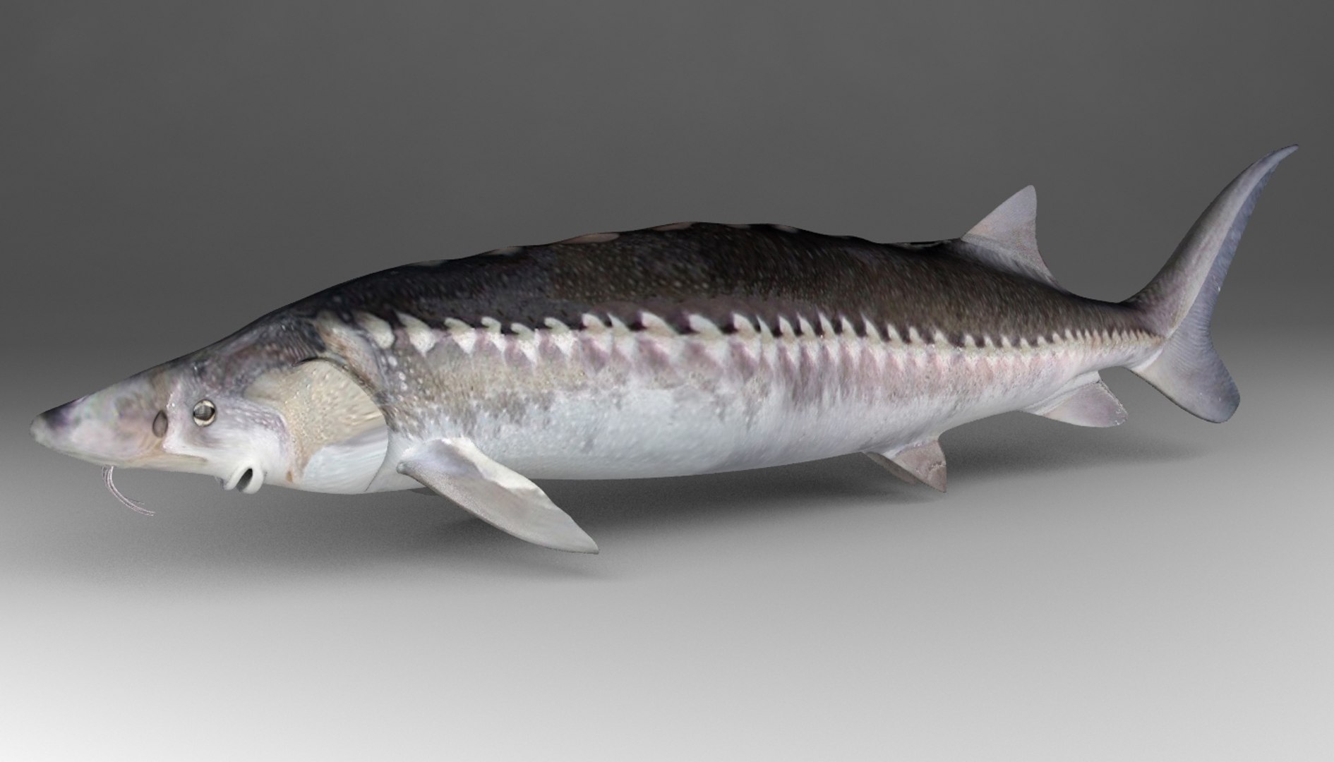 Fish Sturgeon 3D Model - TurboSquid 1263247