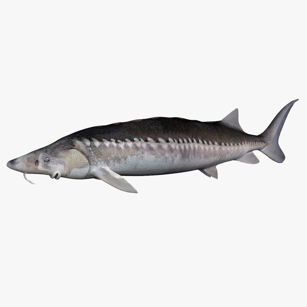3D Sturgeon Models | TurboSquid