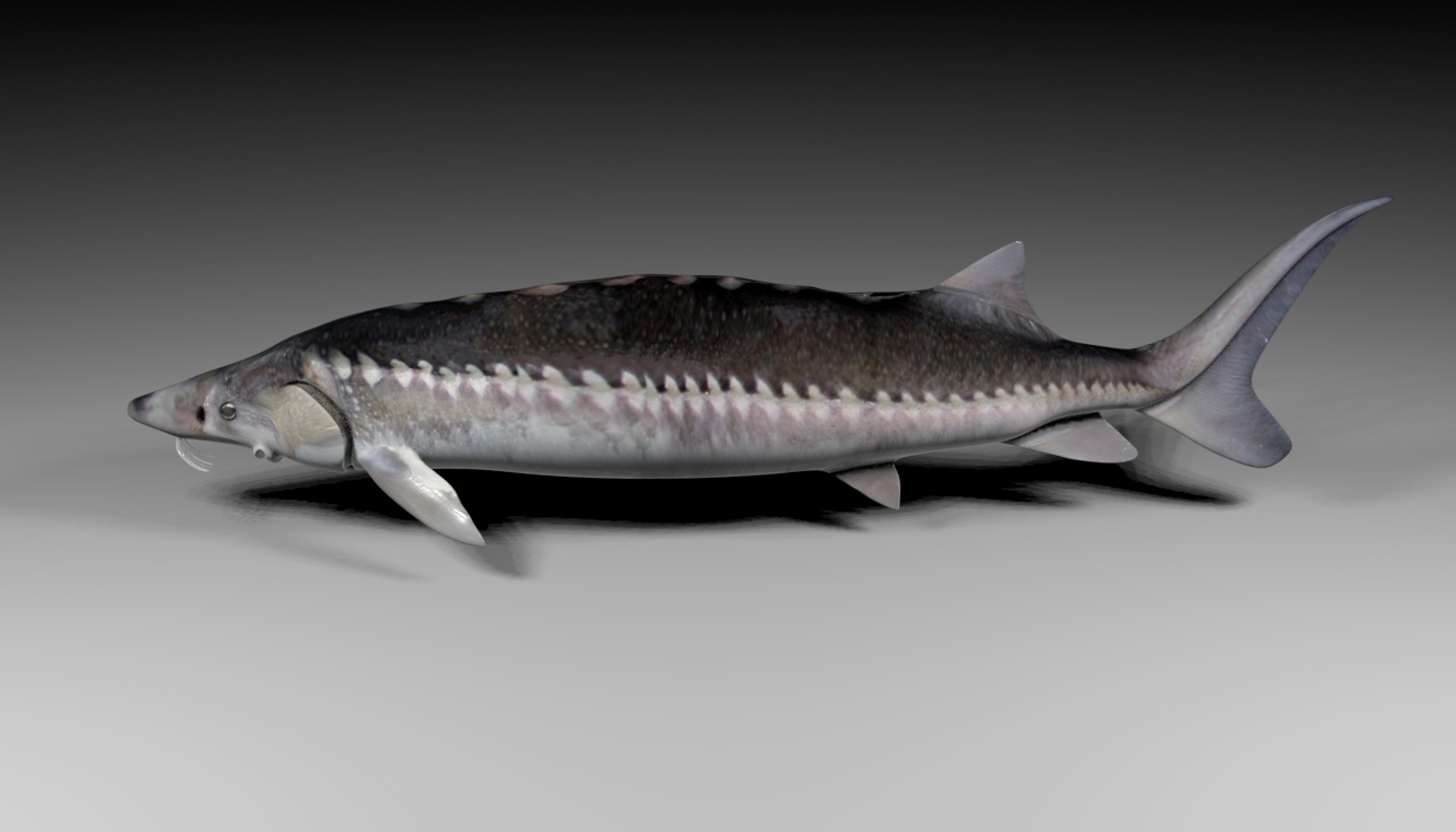 Fish Sturgeon 3D Model - TurboSquid 1263247