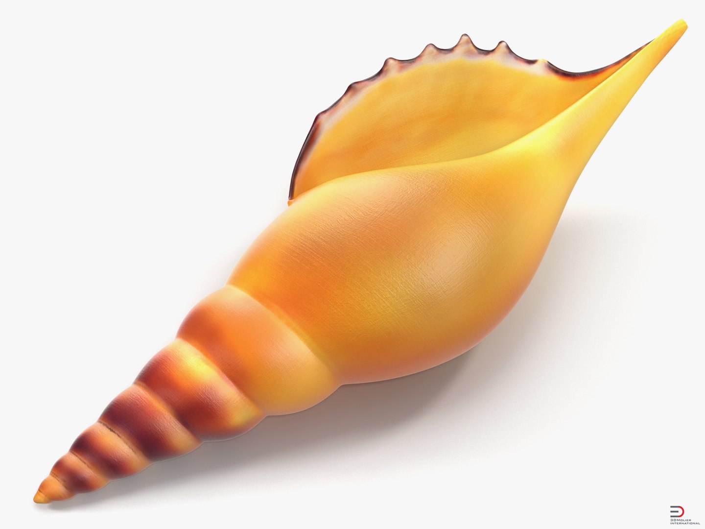 seashell sea shell 3d 3ds