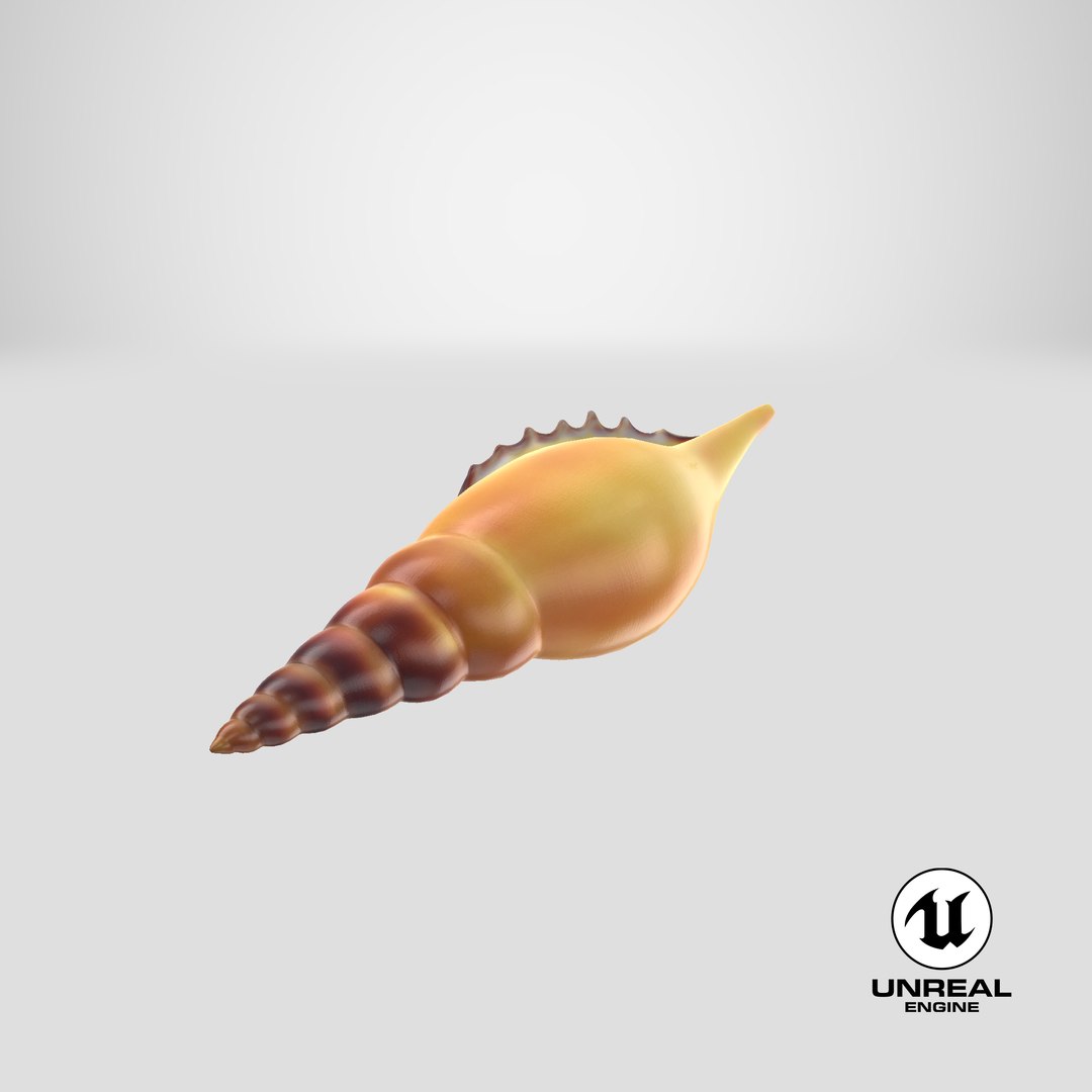 Seashell Sea Shell 3d 3ds