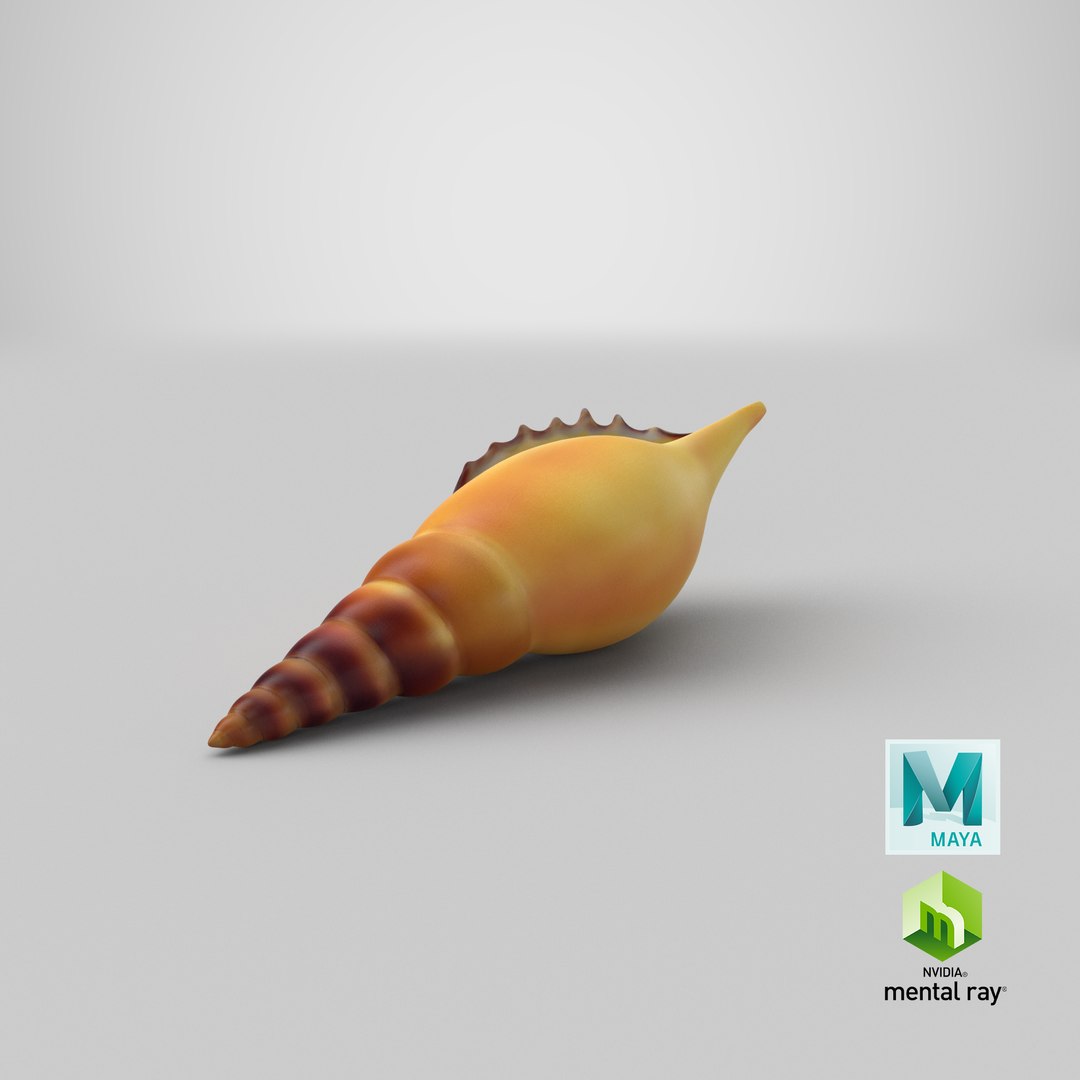 Seashell Sea Shell 3d 3ds