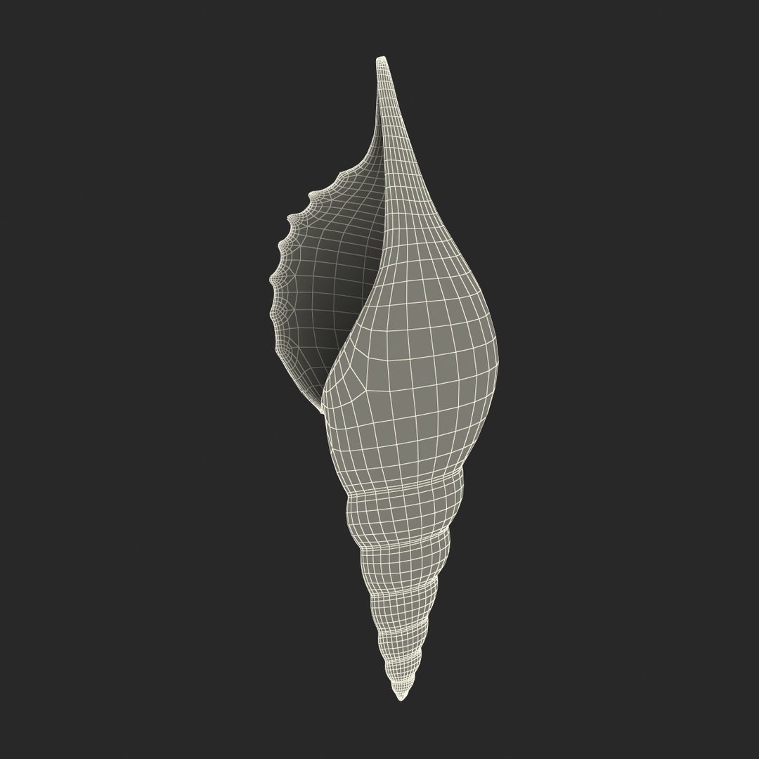 Seashell Sea Shell 3d 3ds