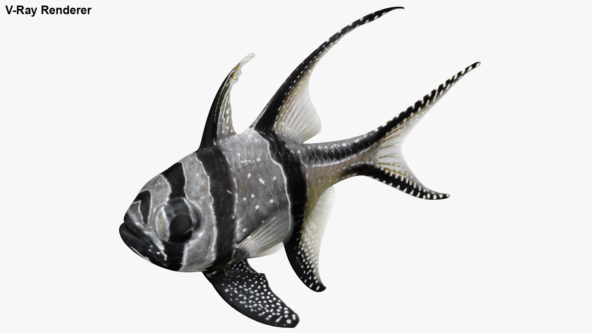 Banggai Cardinalfish Rigged Model - TurboSquid 1505931