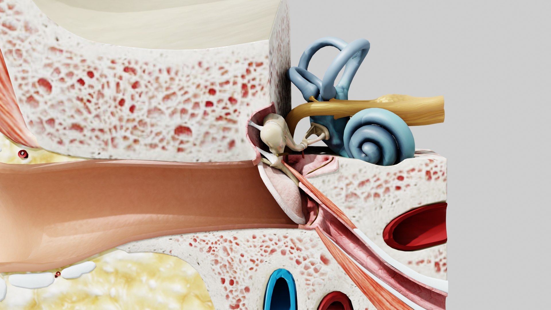 3D Ear Anatomy - TurboSquid 2126217