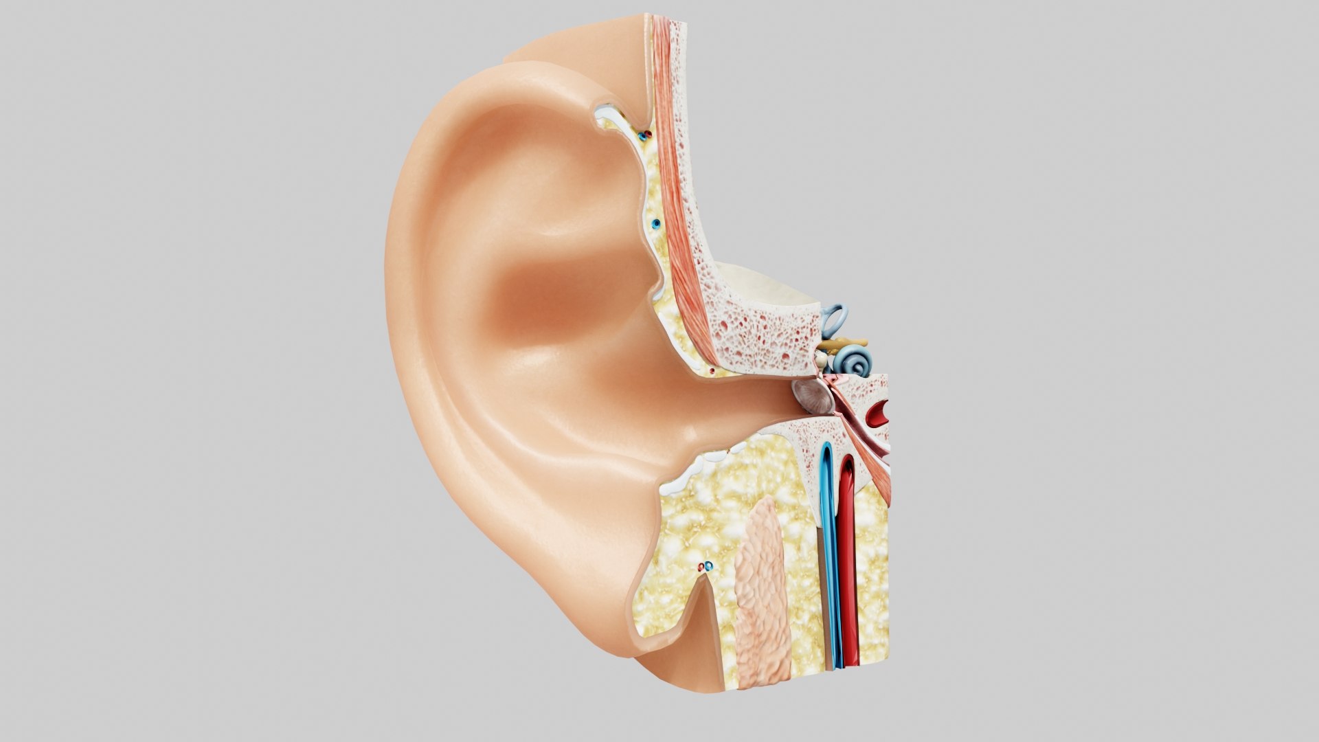 3D Ear Anatomy - TurboSquid 2126217