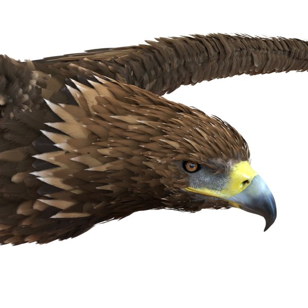 3d golden eagle pose 3 model