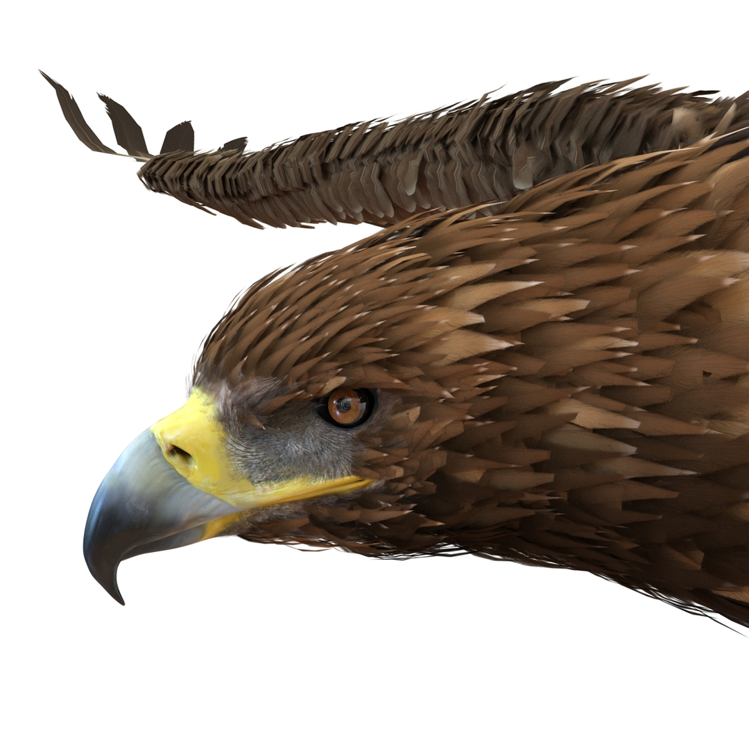 3d golden eagle pose 3 model
