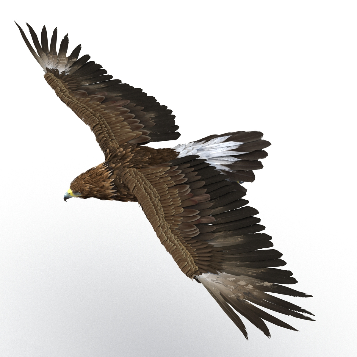 3d golden eagle pose 3 model