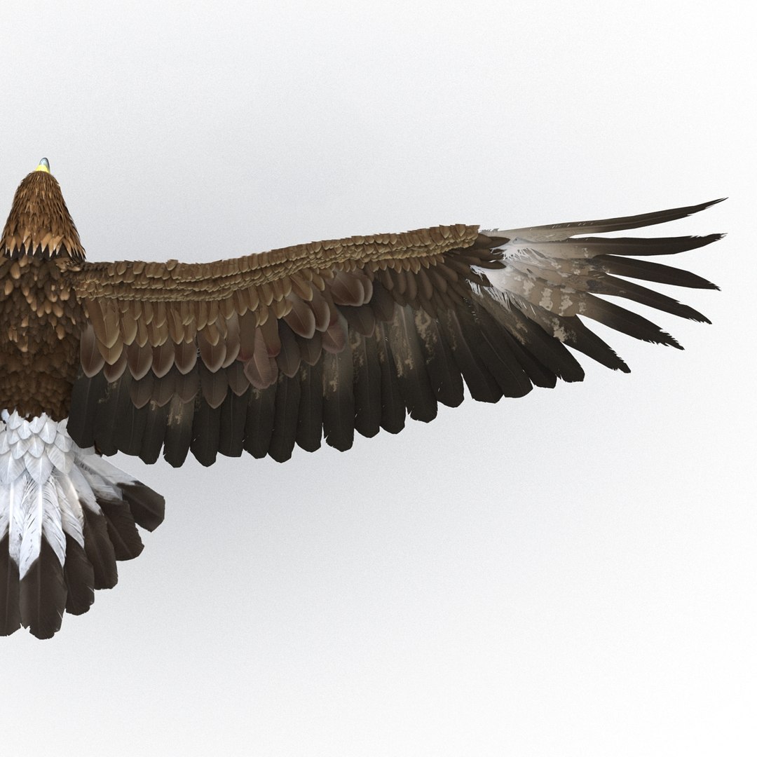 3d golden eagle pose 3 model
