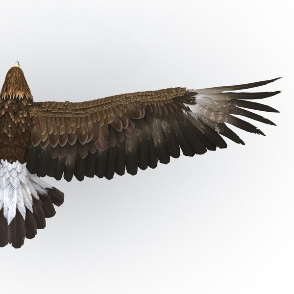 3d golden eagle pose 3 model