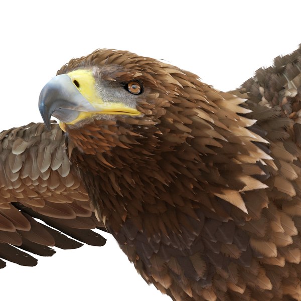 3d golden eagle pose 3 model