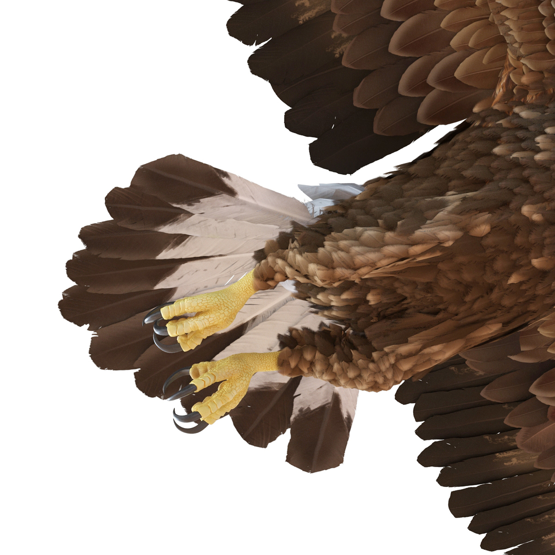 3d golden eagle pose 3 model