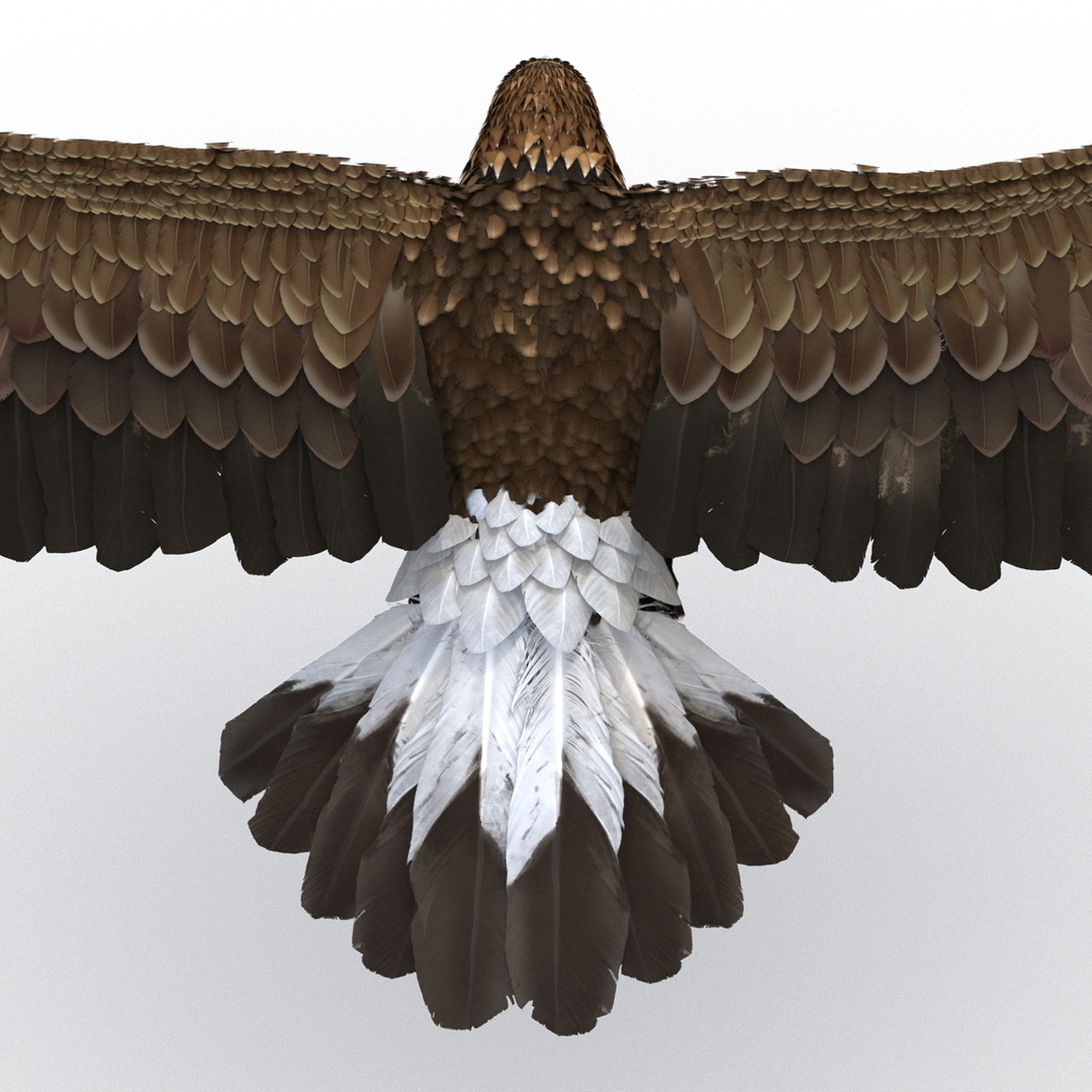 3d golden eagle pose 3 model