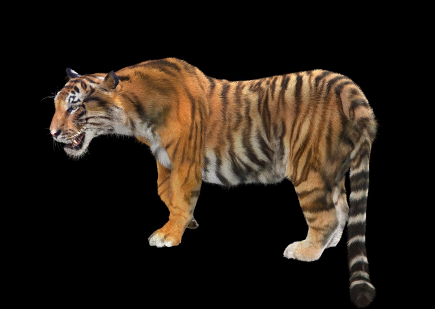 Tiger Rigging 3D - TurboSquid 1169417