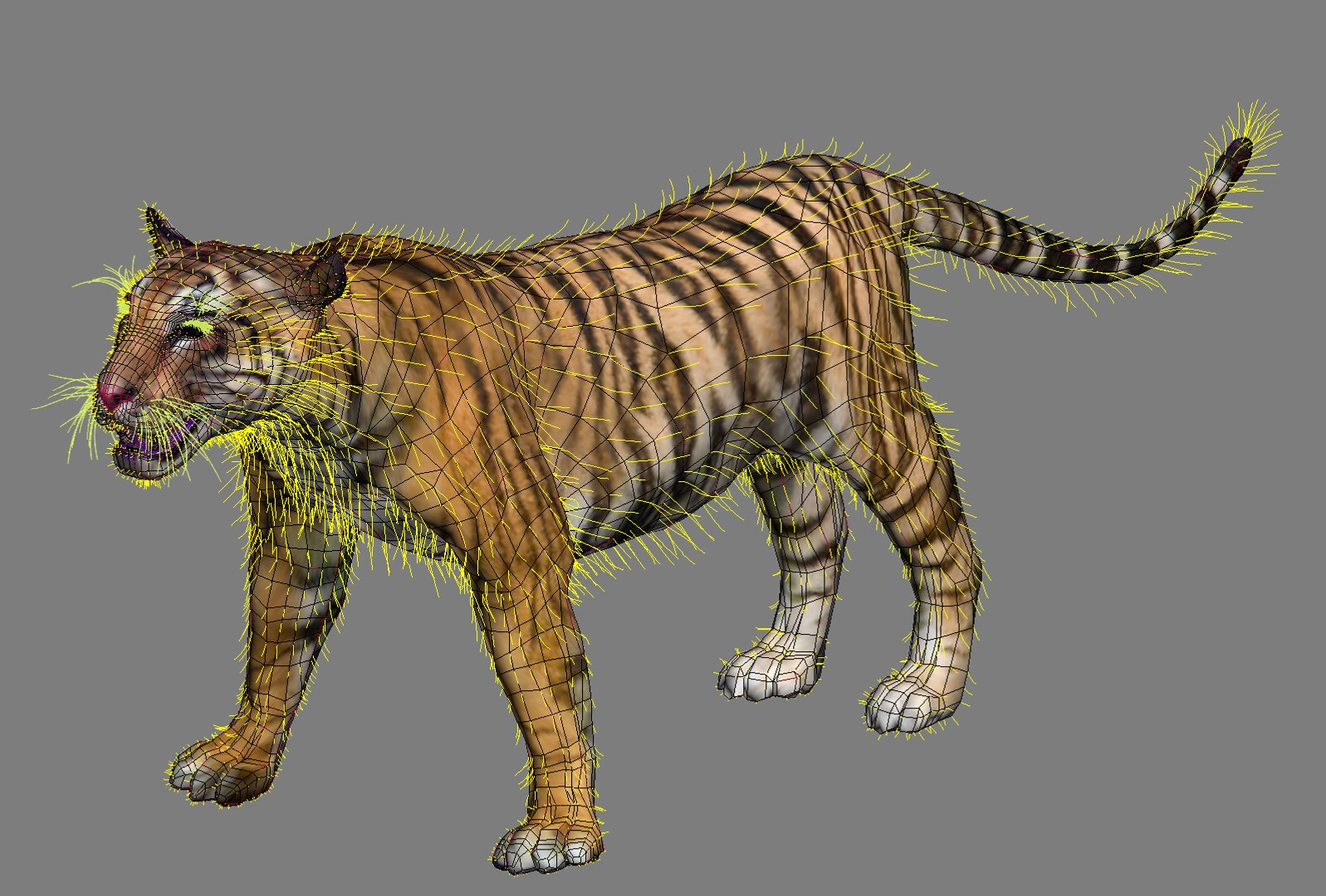 Tiger Rigging 3D - TurboSquid 1169417