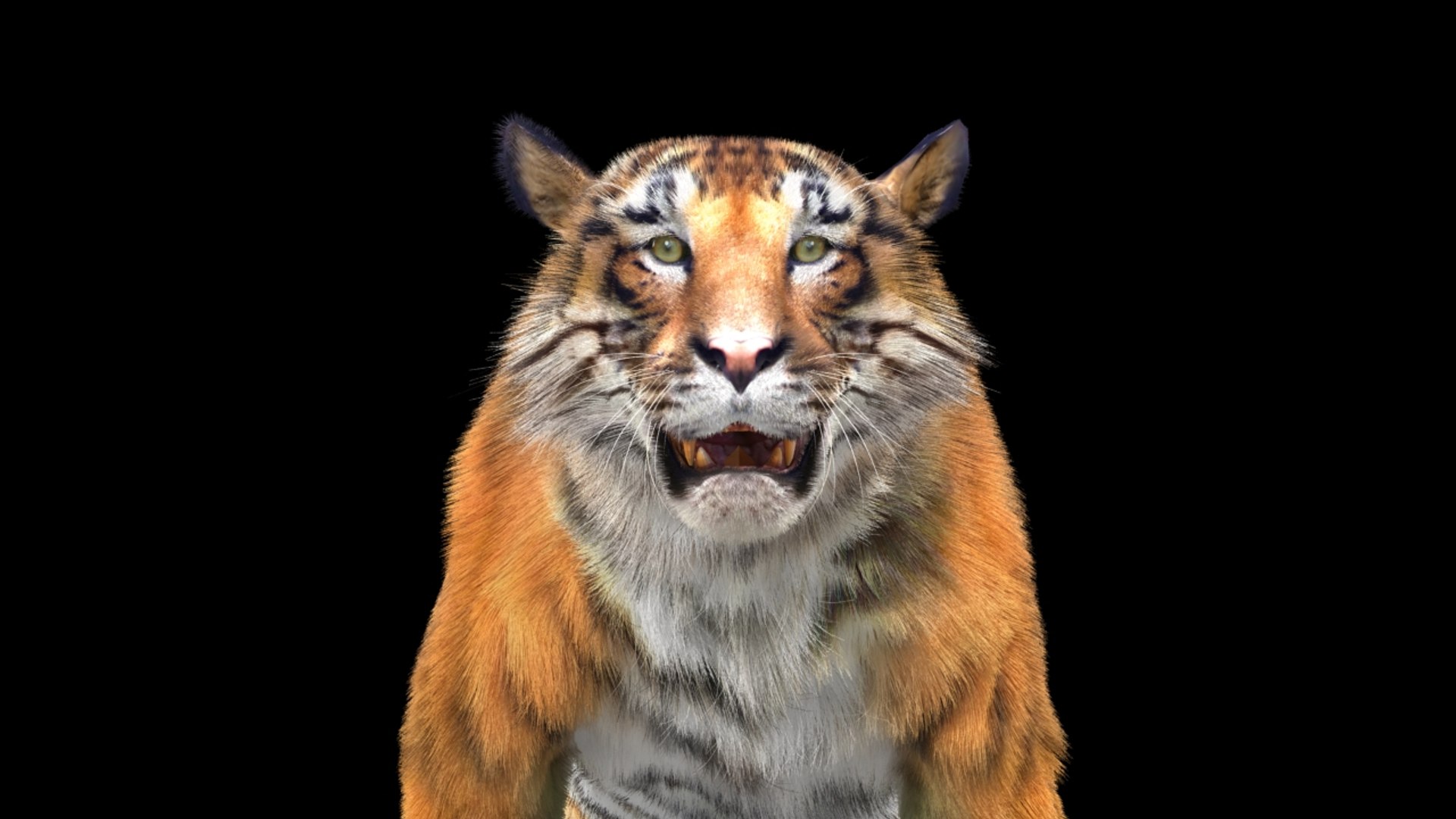 Tiger Rigging 3D - TurboSquid 1169417