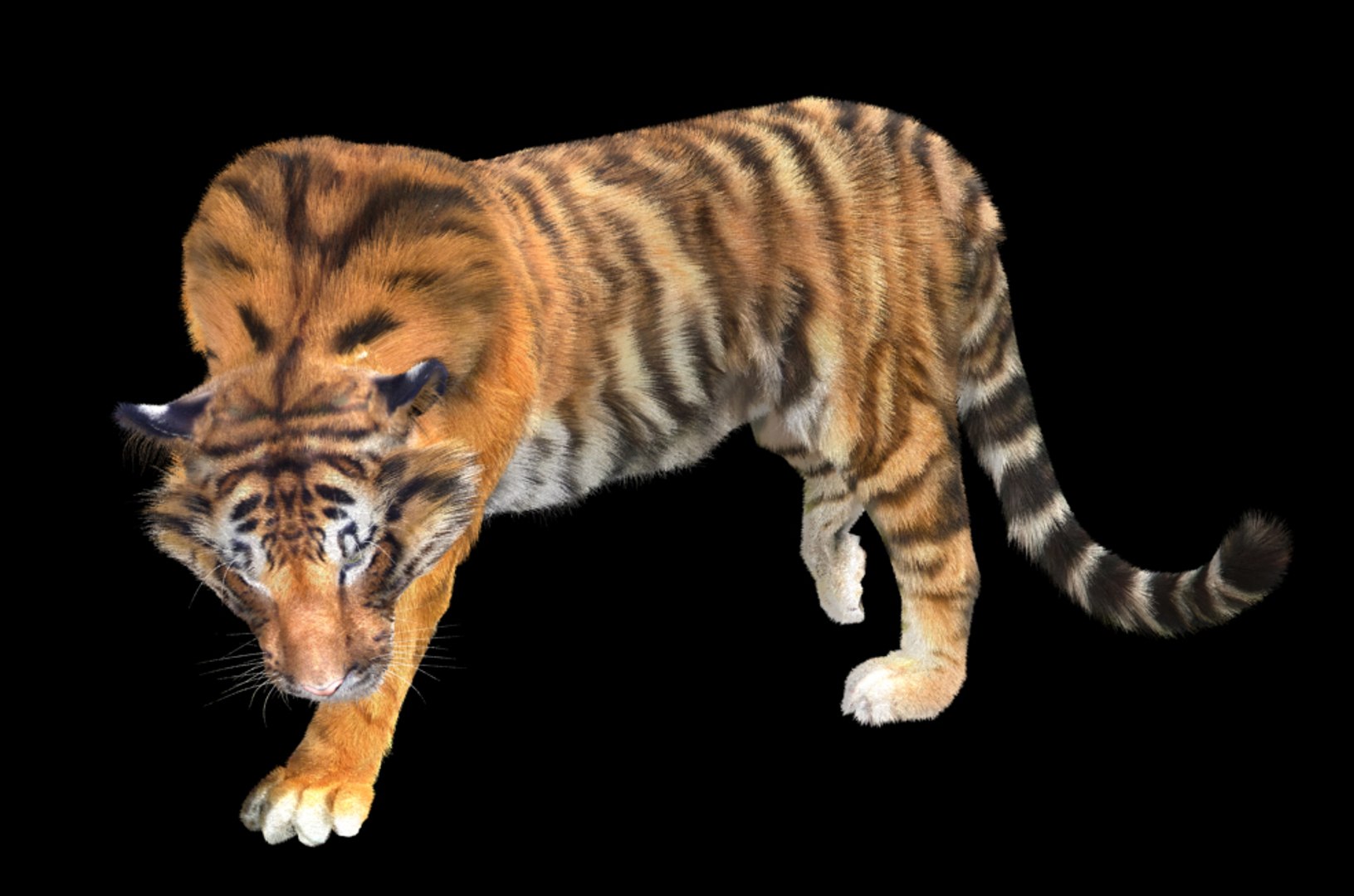 Tiger Rigging 3D - TurboSquid 1169417