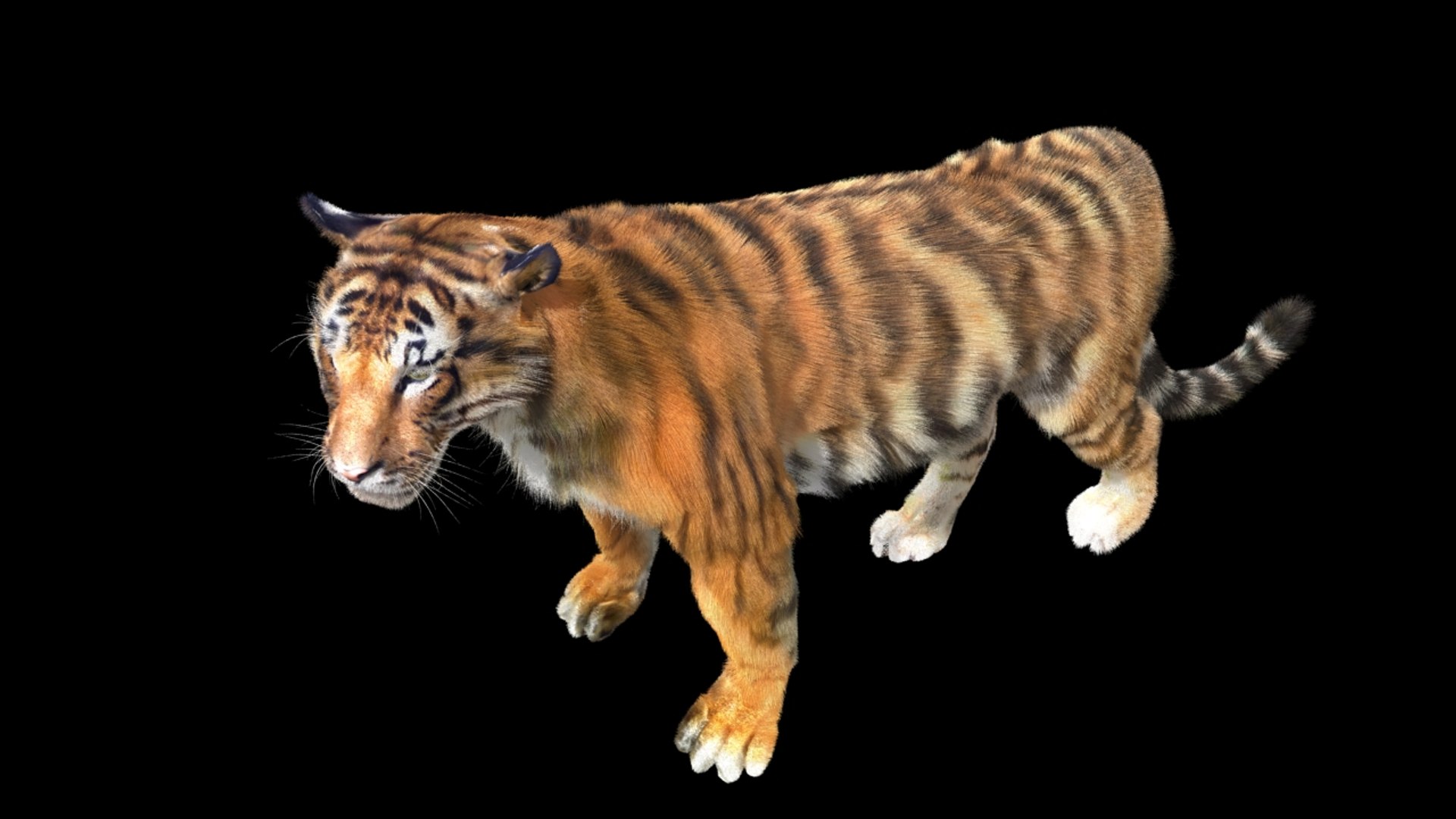 Tiger Rigging 3D - TurboSquid 1169417