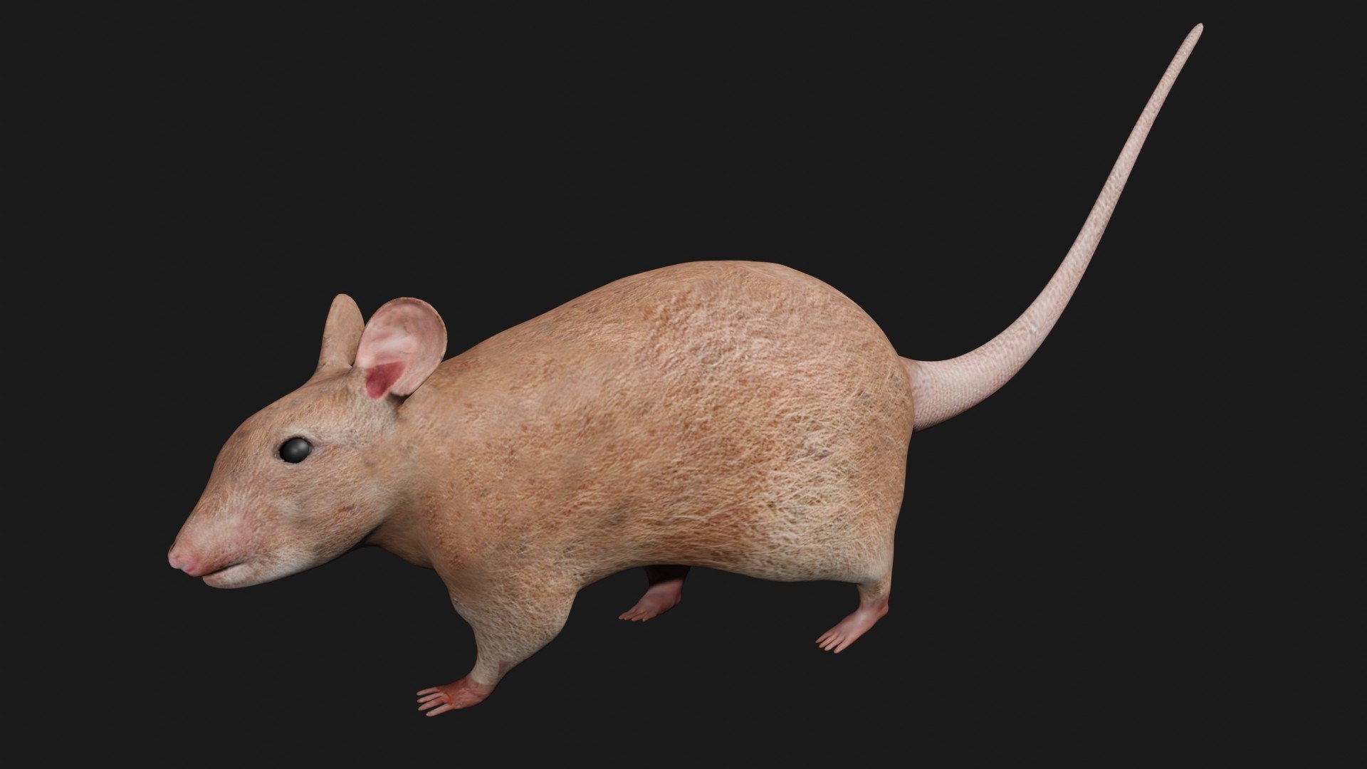 Mouse Rigged 3D - TurboSquid 1661449