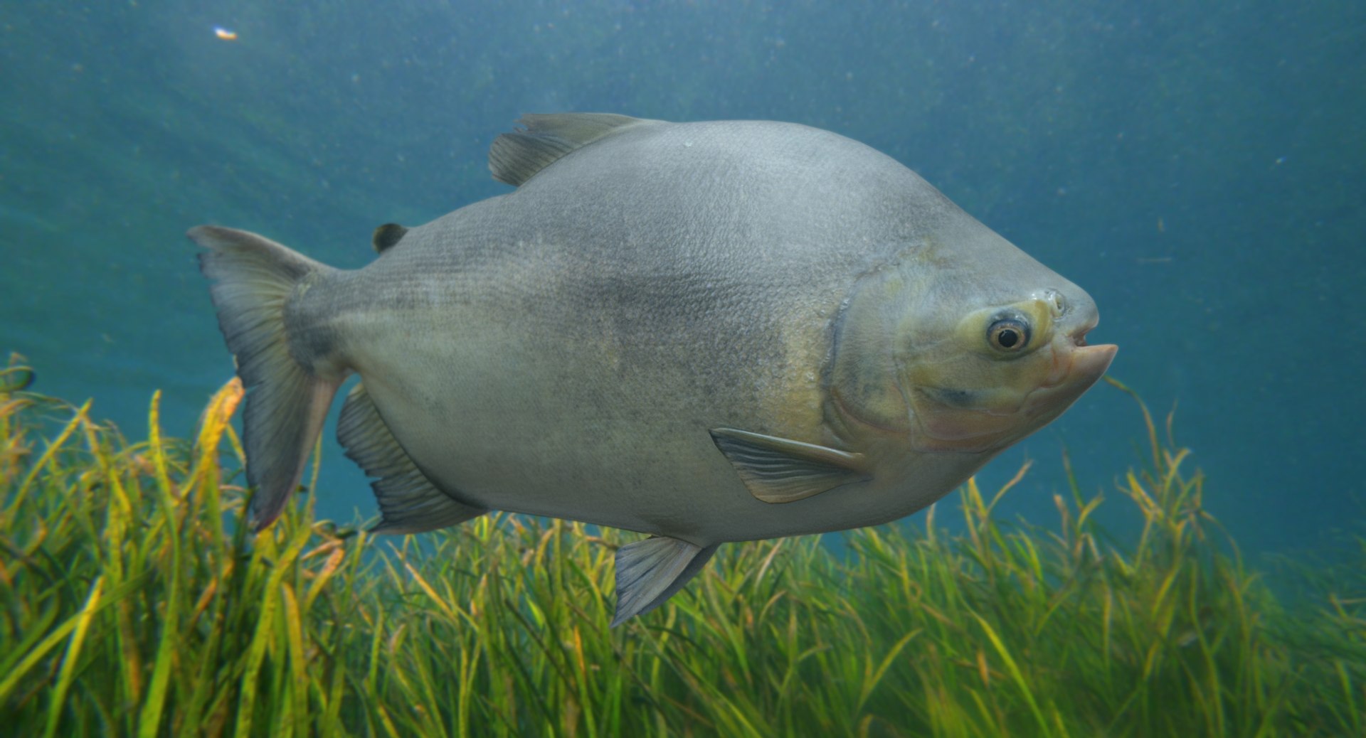 Tambaqui Pbr 3D Model - TurboSquid 1332114