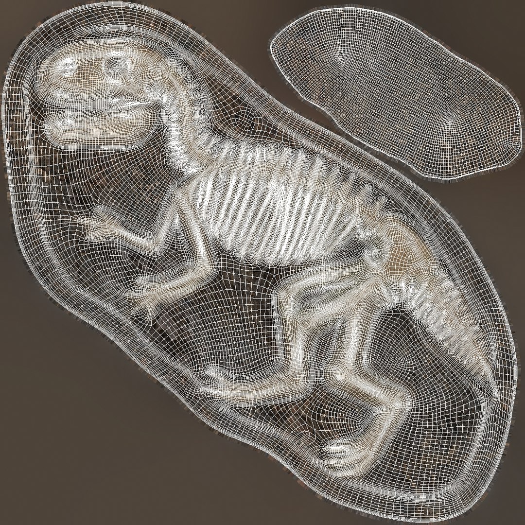 Dinosaur Fossil 007 Textured 3D Model - TurboSquid 2298242