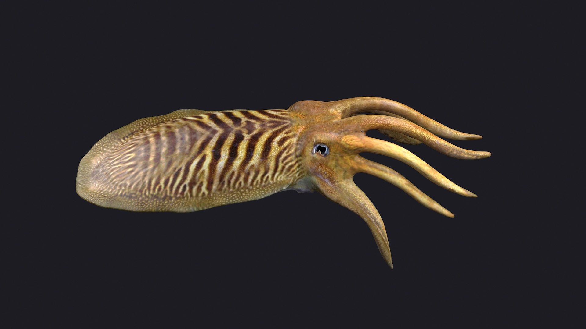 Squid Cephalopod Teuthida Tentacles Calamari Sea Food 3D - TurboSquid ...