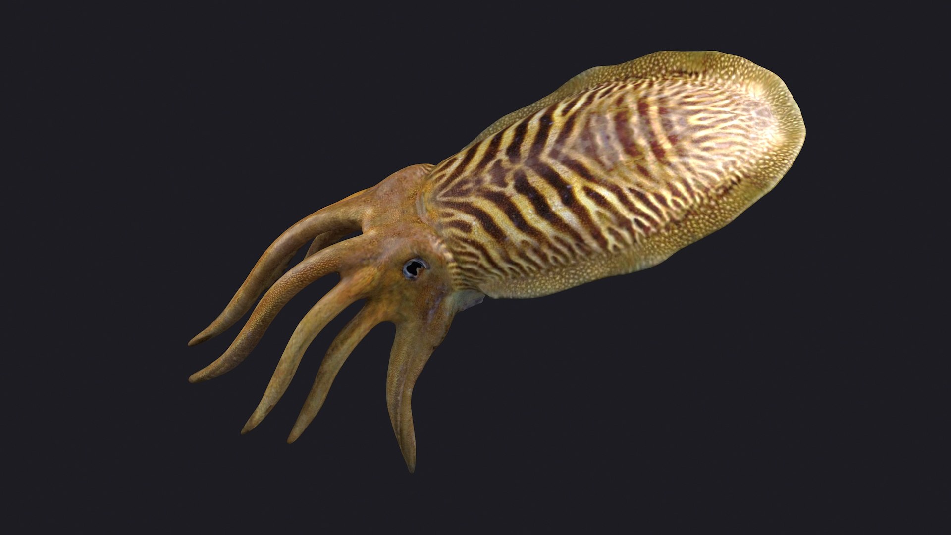 Squid Cephalopod Teuthida Tentacles Calamari Sea Food 3D - TurboSquid ...