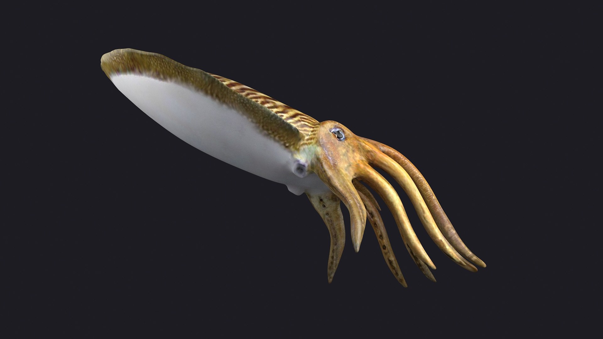 Squid Cephalopod Teuthida Tentacles Calamari Sea Food 3D - TurboSquid ...