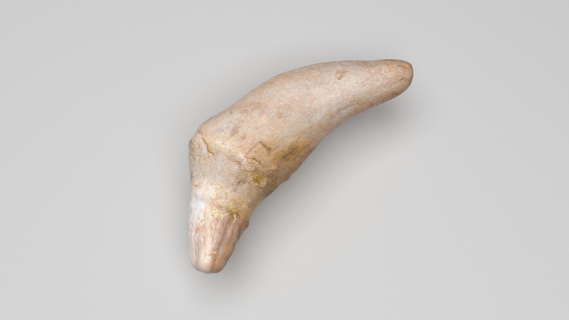 Dolphin Tooth 3D Model - TurboSquid 2443741