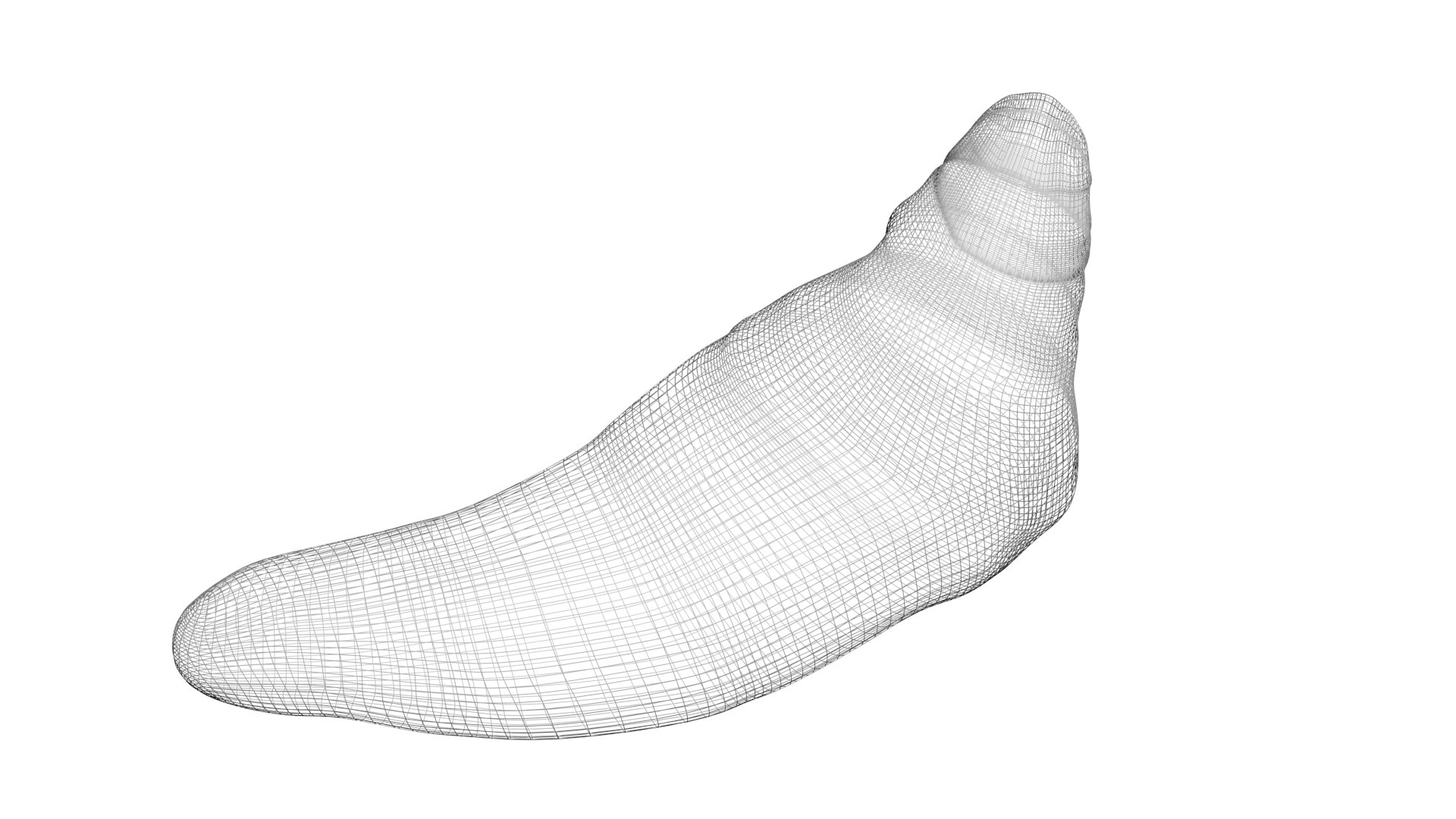 Dolphin Tooth 3D Model - TurboSquid 2443741