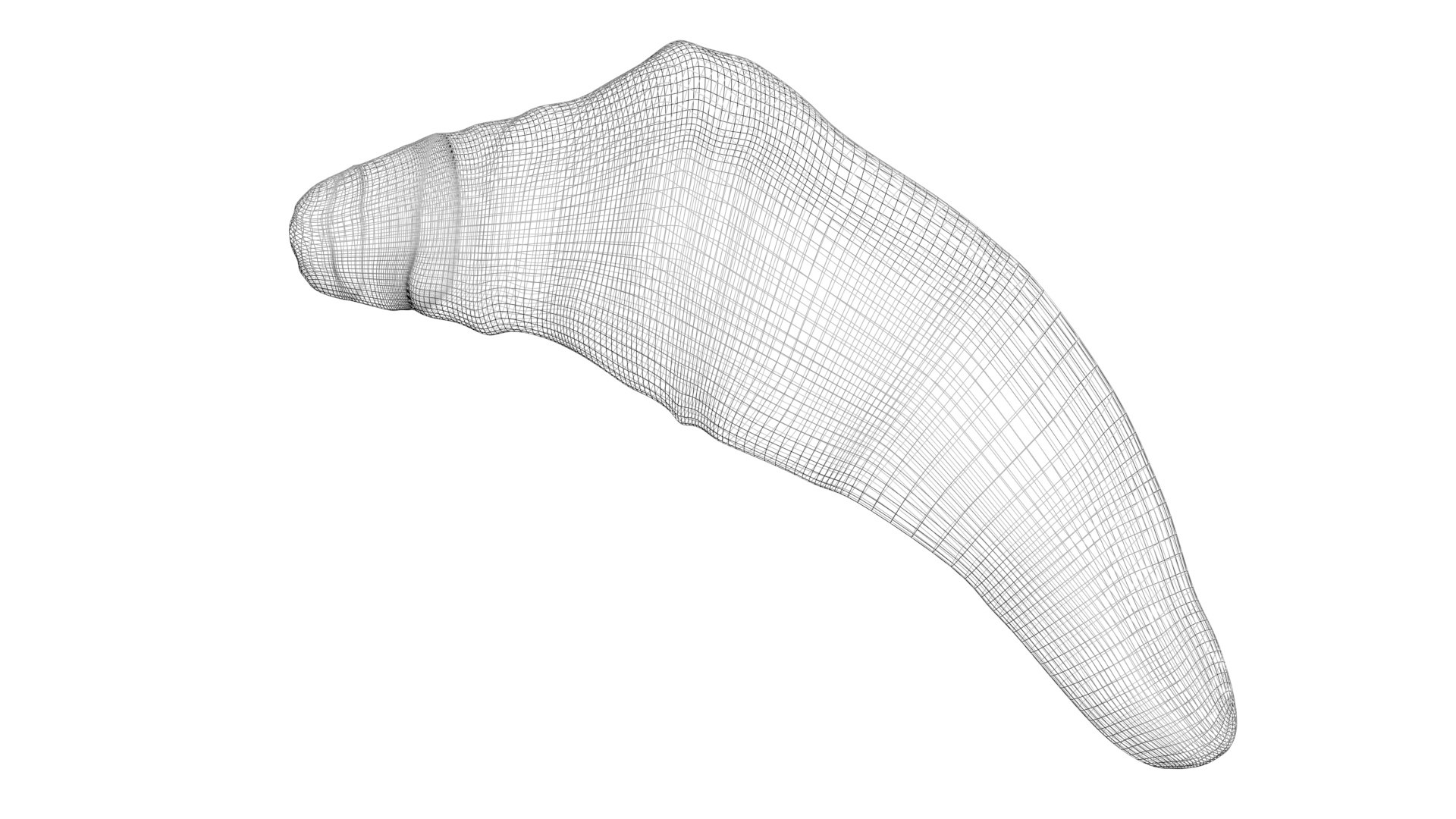 Dolphin Tooth 3D Model - TurboSquid 2443741