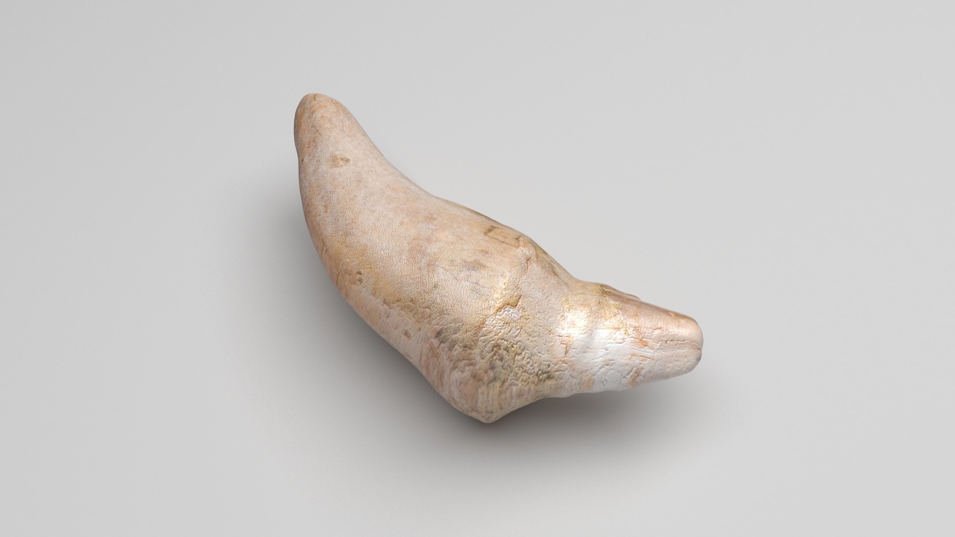 Dolphin Tooth 3D Model - TurboSquid 2443741