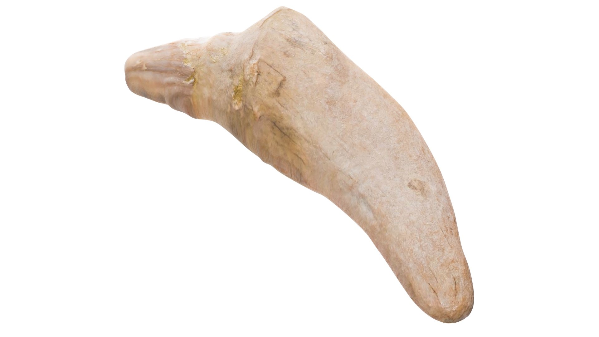 Dolphin Tooth 3D Model - TurboSquid 2443741