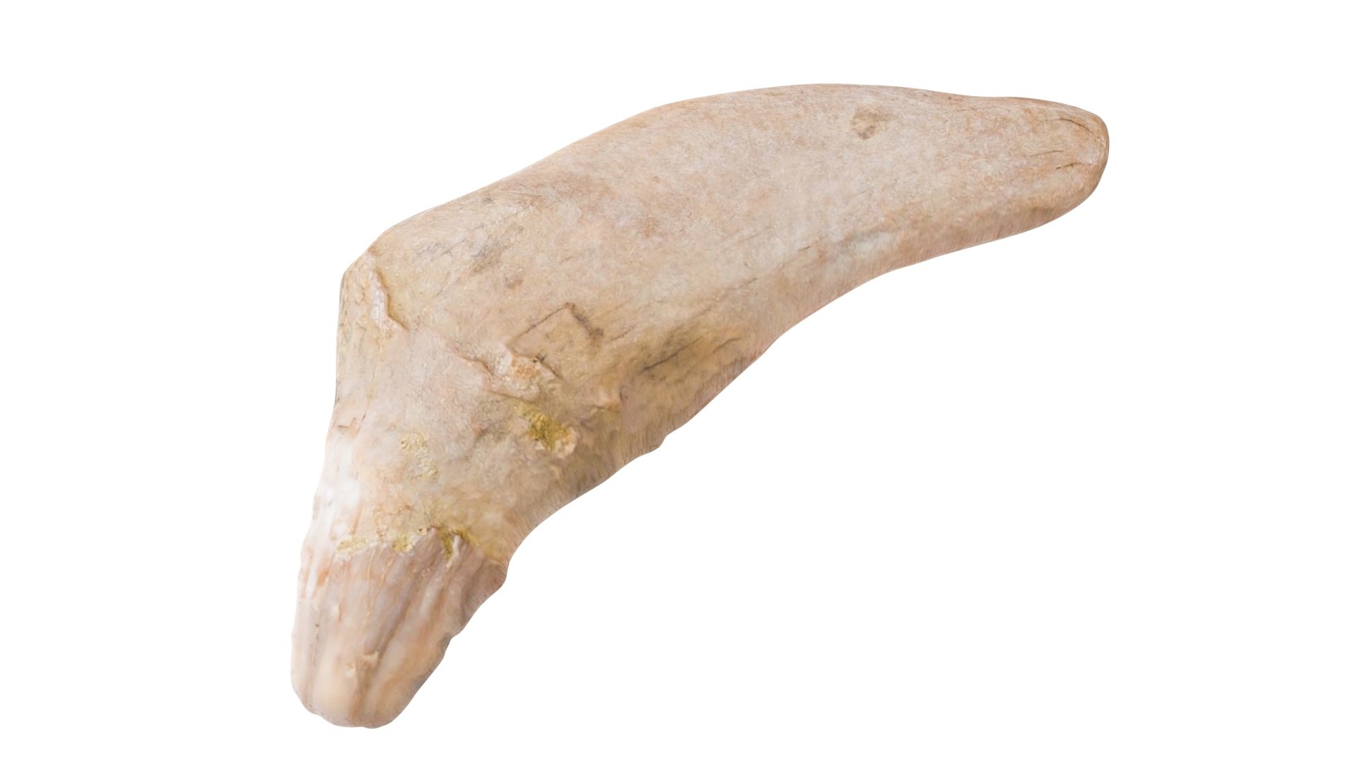 Dolphin Tooth 3D Model - TurboSquid 2443741