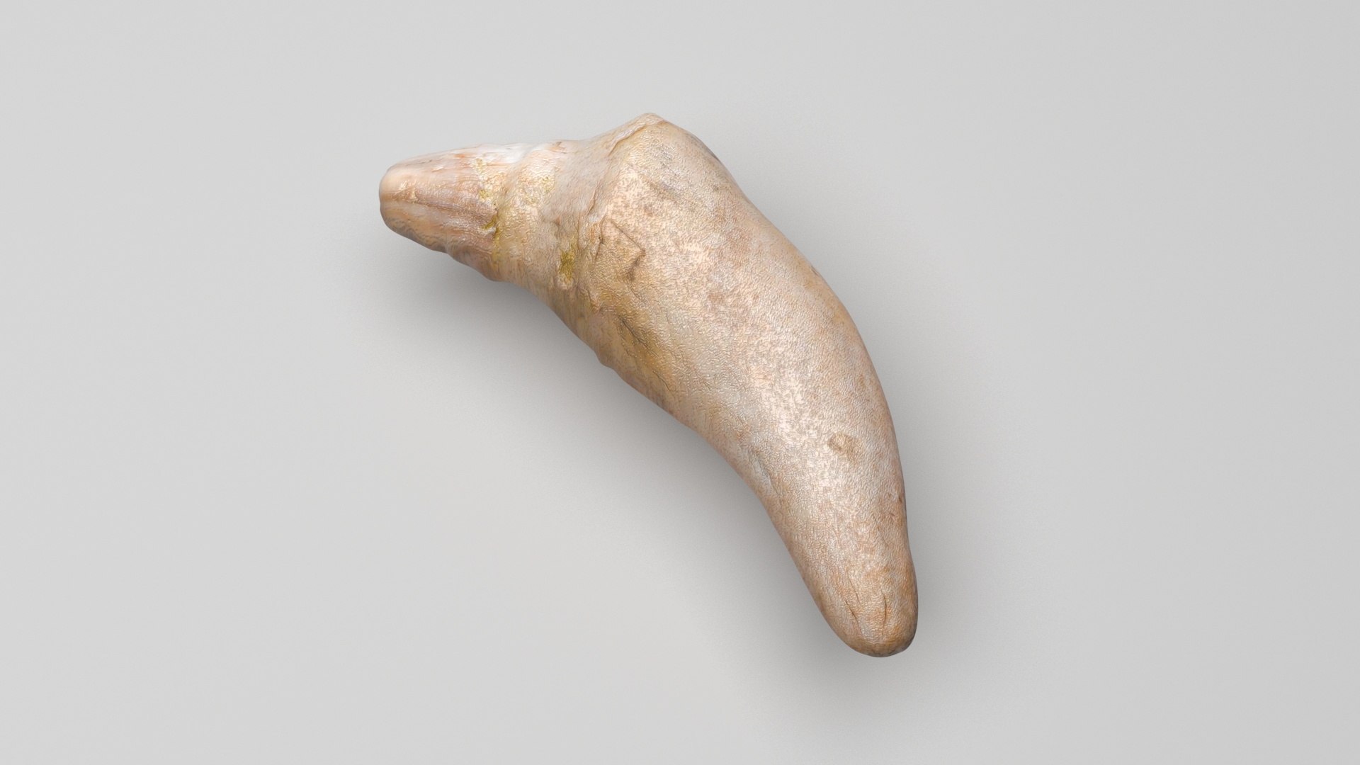 Dolphin Tooth 3D Model - TurboSquid 2443741