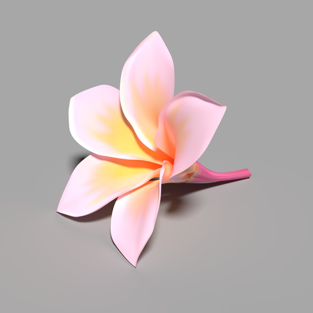 Kamboja Flower Frangipani 3D - TurboSquid 1154019