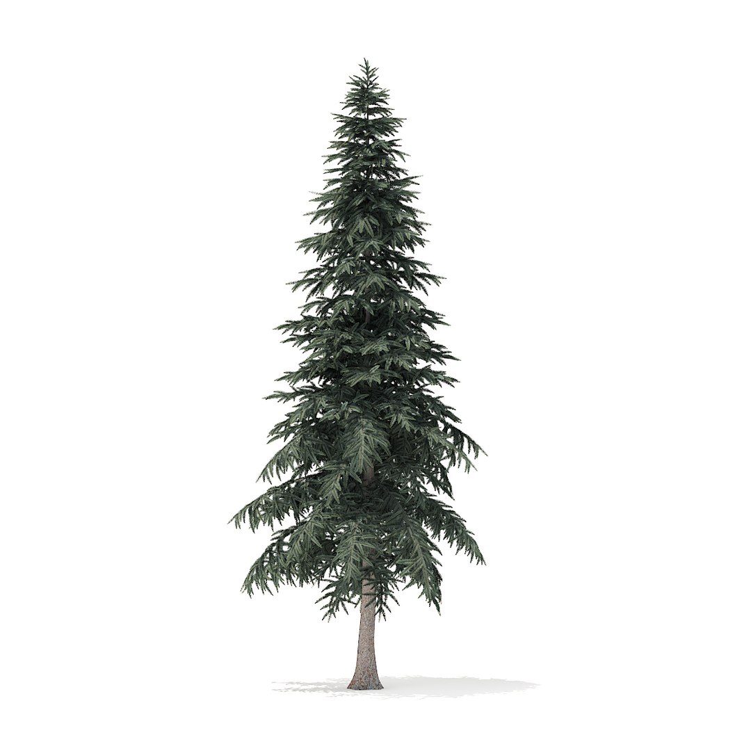 3D Spruce Tree Model - TurboSquid 1273658
