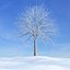archmodels vol 100 winter trees 3d model