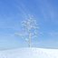 Archmodels Vol 100 Winter Trees 3d Model