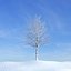 Archmodels Vol 100 Winter Trees 3d Model
