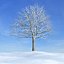 archmodels vol 100 winter trees 3d model
